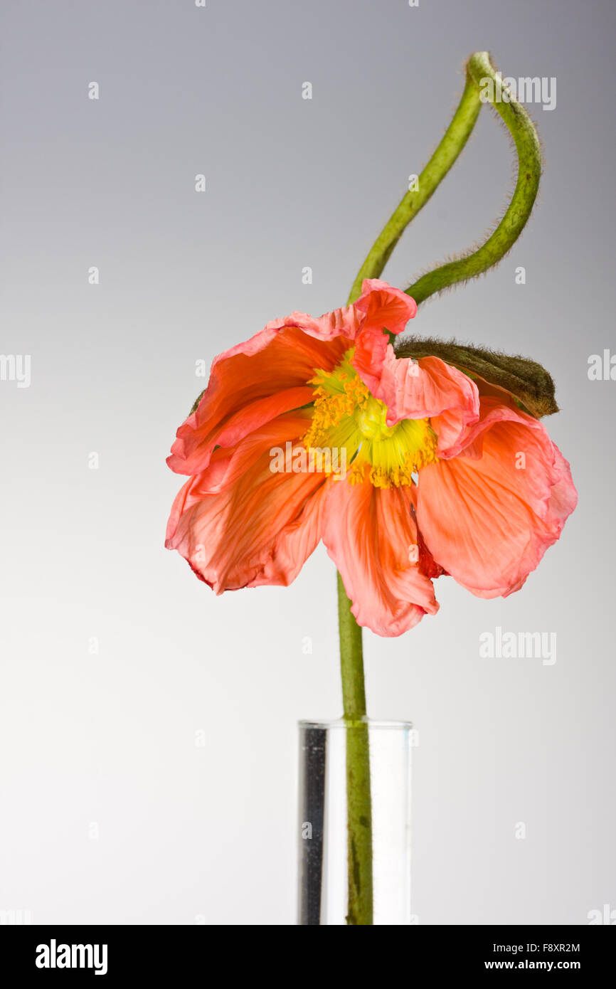 single poppy seed in a glass vase Stock Photo - Alamy