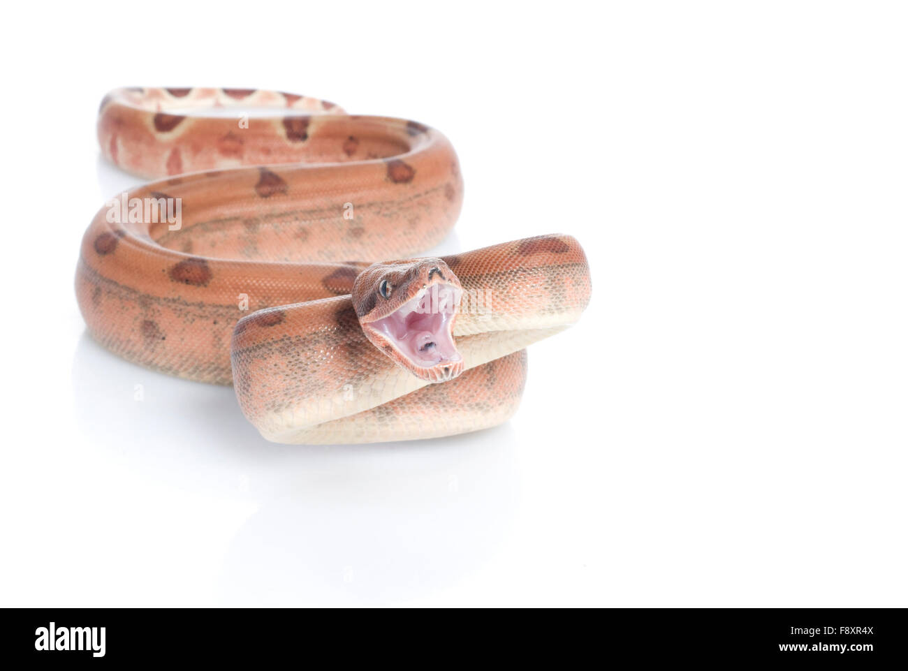 Hypo Cut Out Stock Images & Pictures - Alamy