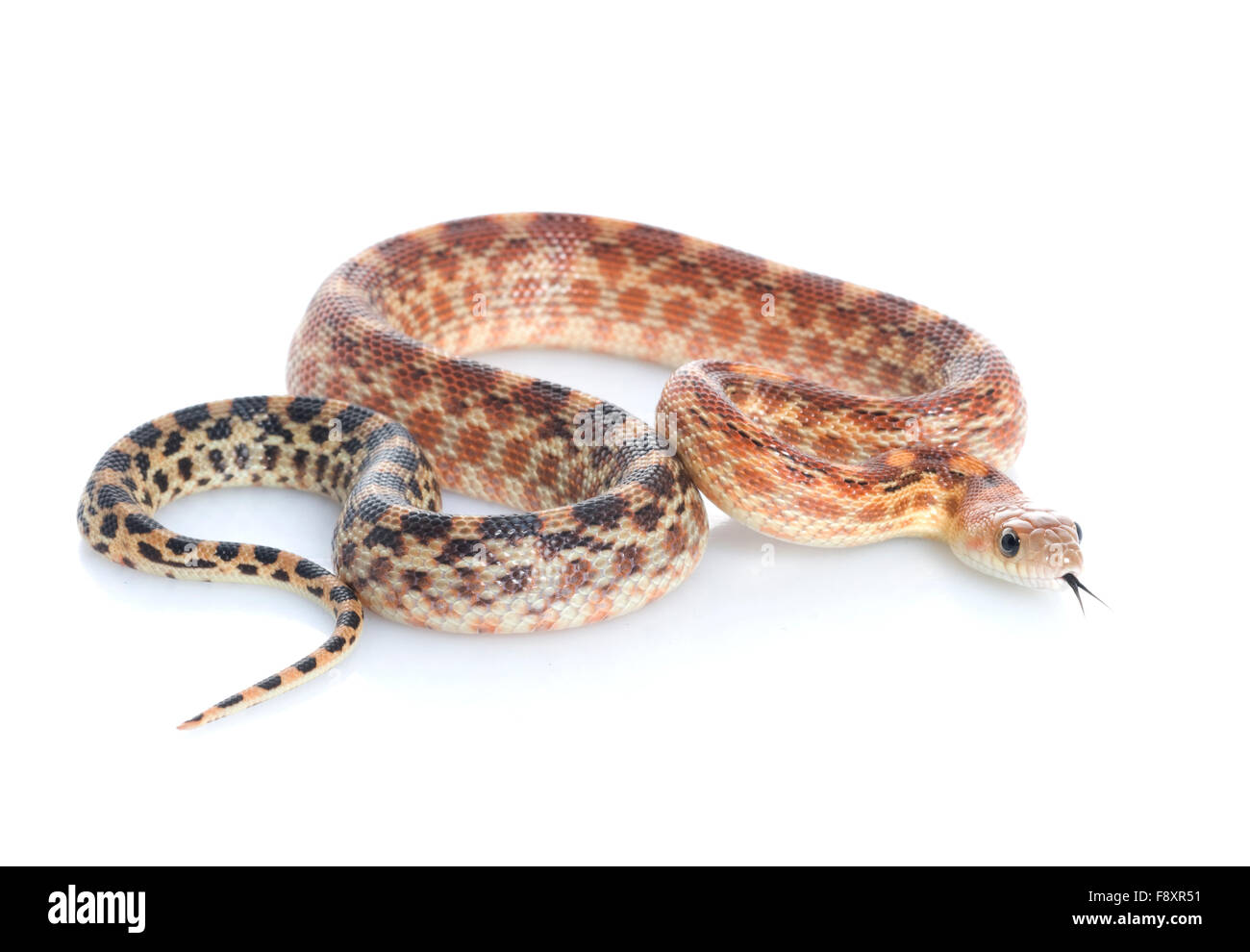 Cape Gopher Snake Stock Photo - Alamy