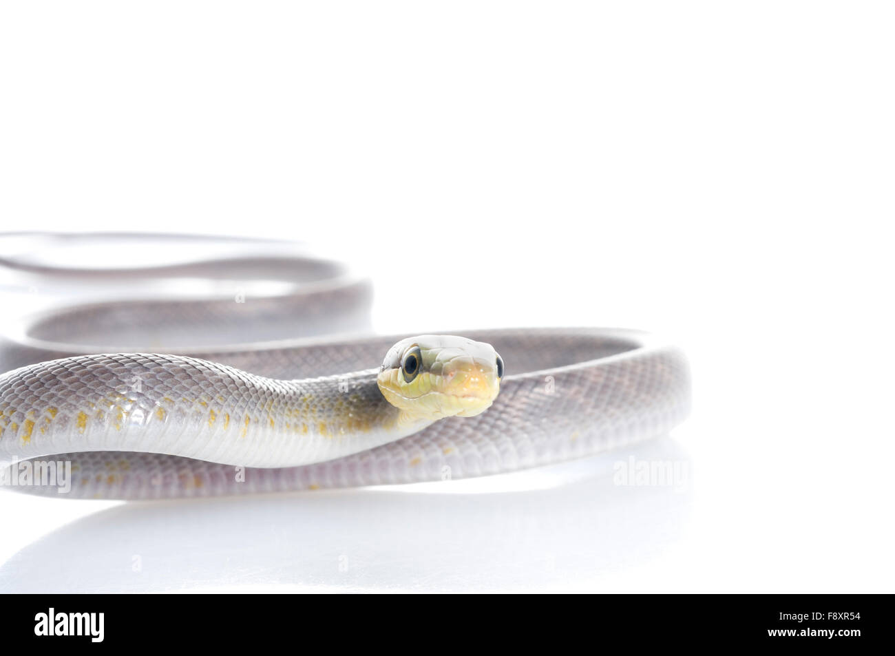 Silver phase Red-tailed Rat Snake Stock Photo - Alamy