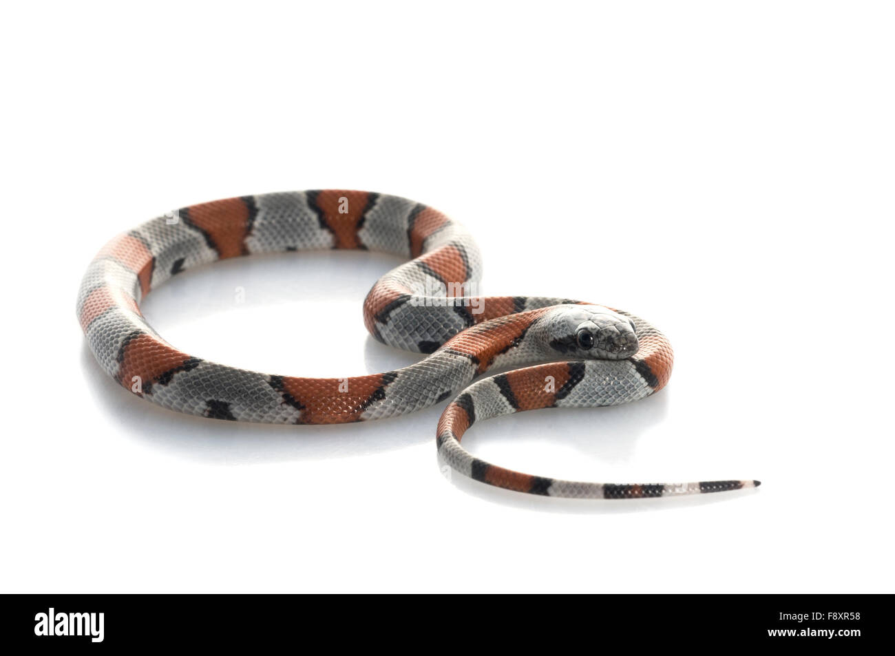 Banded snake hi-res stock photography and images - Alamy