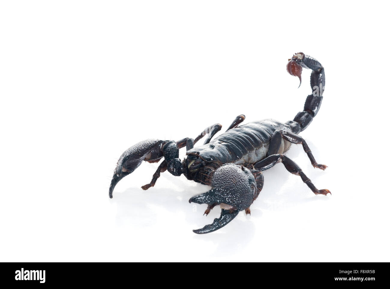 P. Imperator "Emperor" Scorpion Stock Photo - Alamy