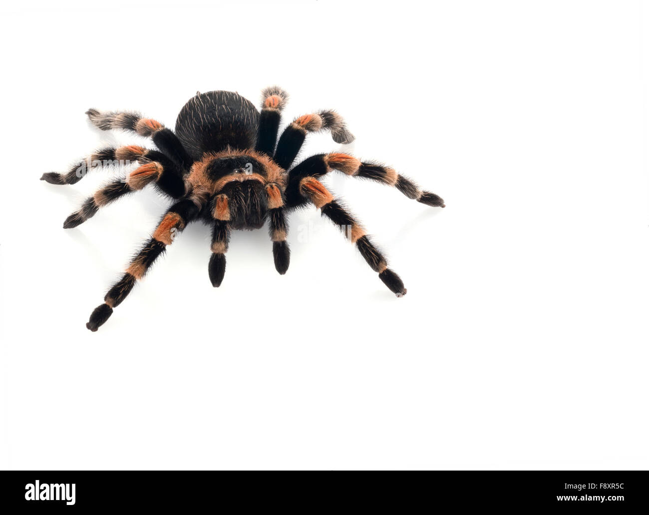 Mexican Red Knee Tarantula Stock Photo - Alamy