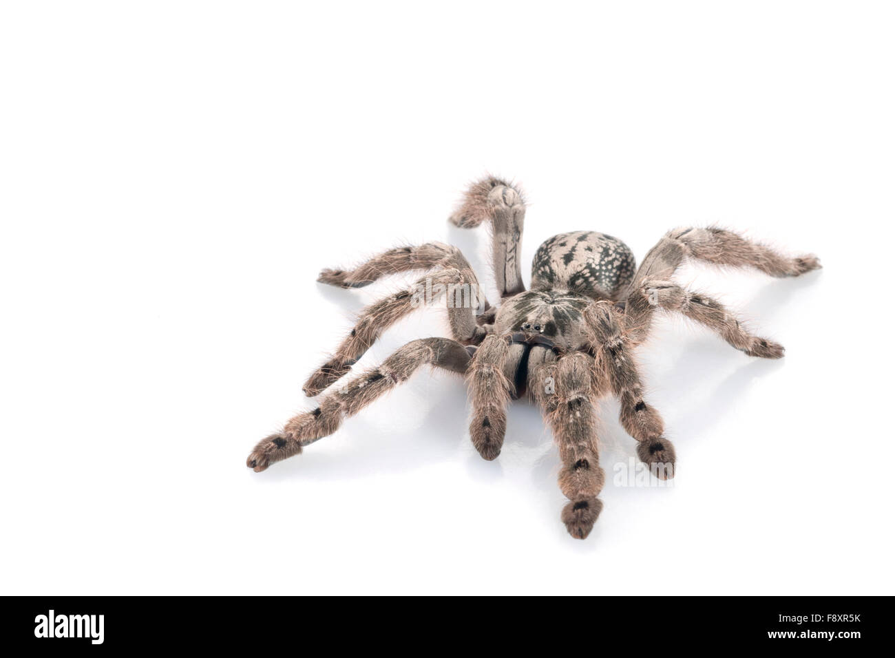 H. maculata Tarantula Stock Photo - Alamy