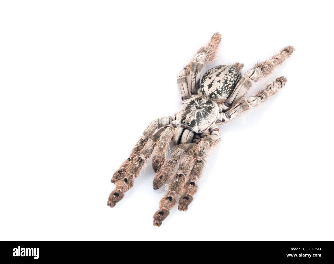 H. maculata Tarantula Stock Photo - Alamy