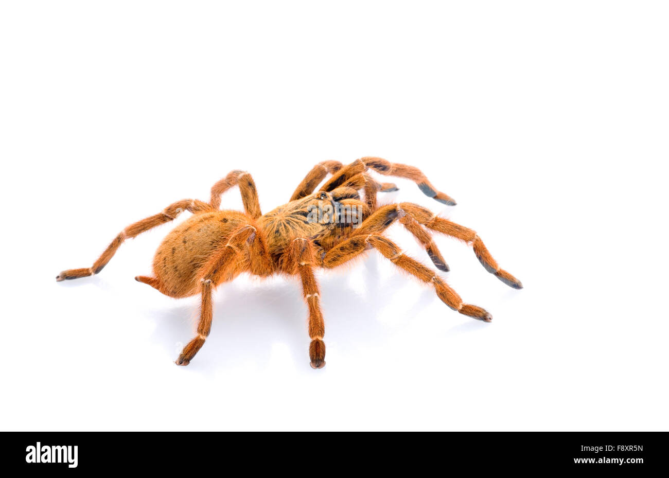 Pt. murinus Tarantula Stock Photo - Alamy