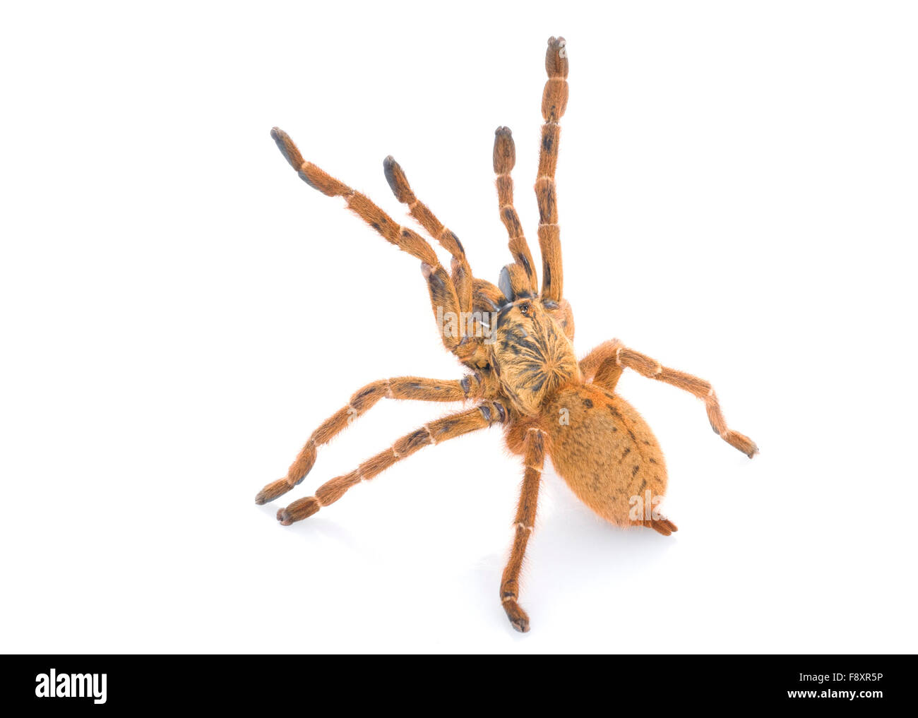 Pt. murinus Tarantula Stock Photo - Alamy