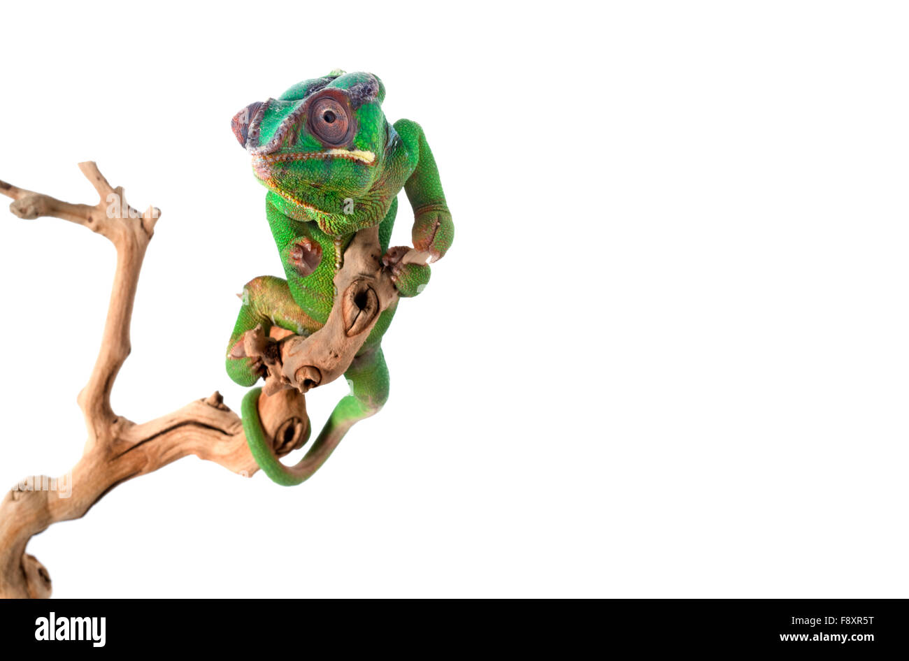 Closeup chameleon hi-res stock photography and images - Alamy