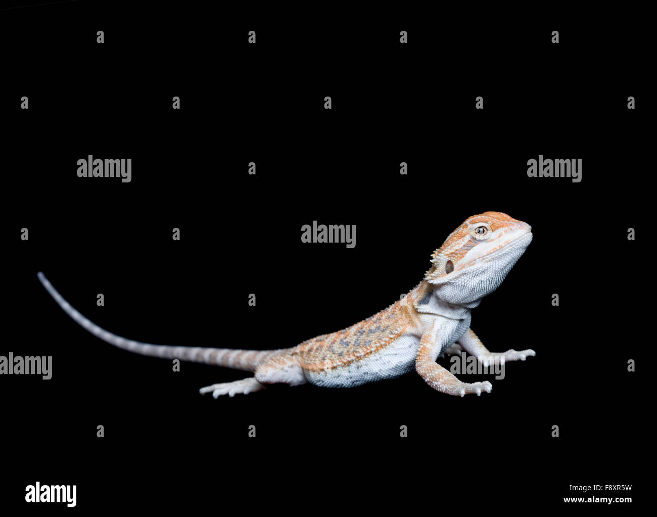 Baby Bearded Lizard Stock Photo - Alamy