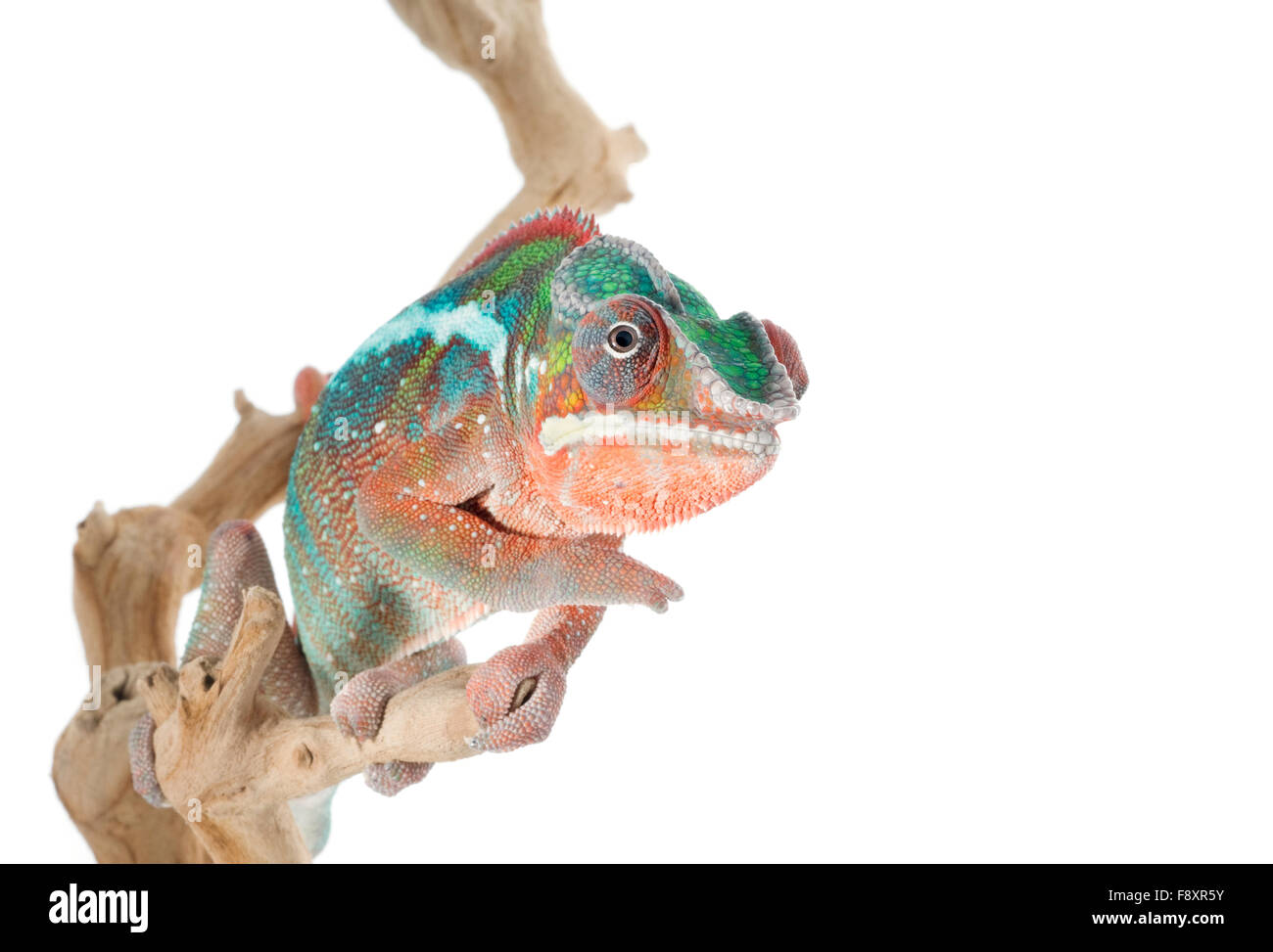 Animal chameleon panther lizard Cut Out Stock Images & Pictures - Alamy