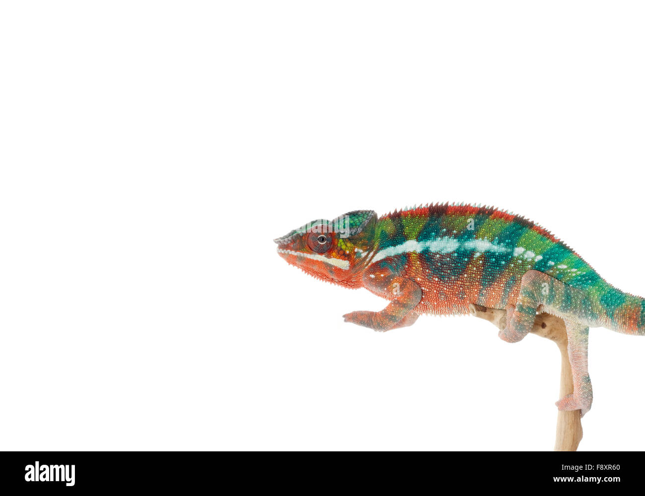 Animal chameleon panther lizard Cut Out Stock Images & Pictures - Alamy