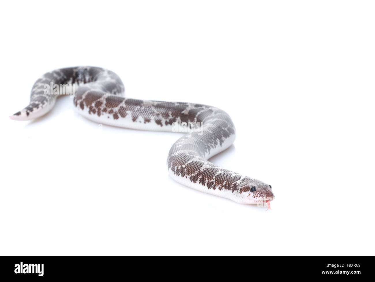Anery Kenyan Sand Boa Stock Photo - Alamy