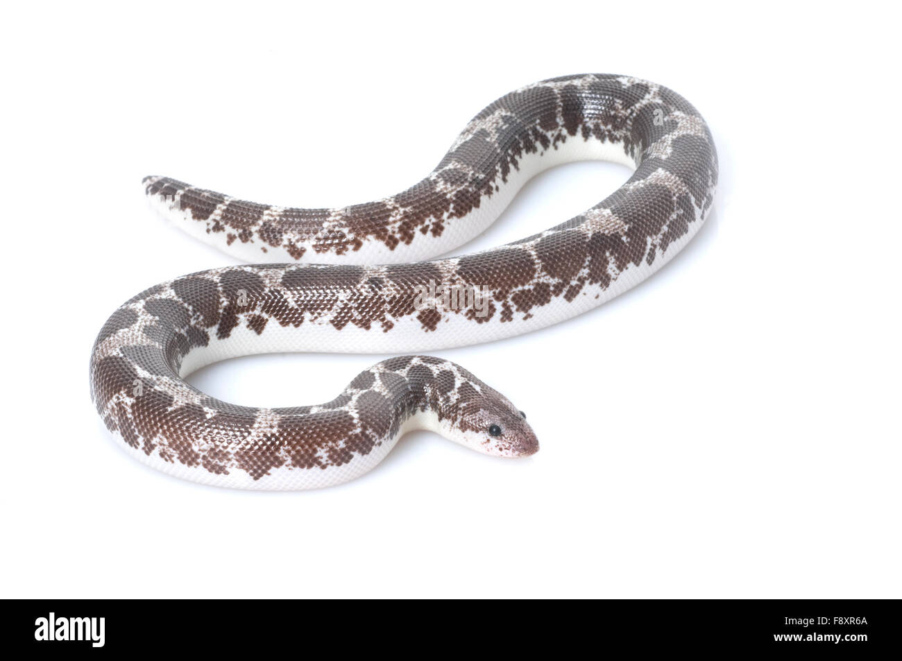 Anery Kenyan Sand Boa Stock Photo - Alamy