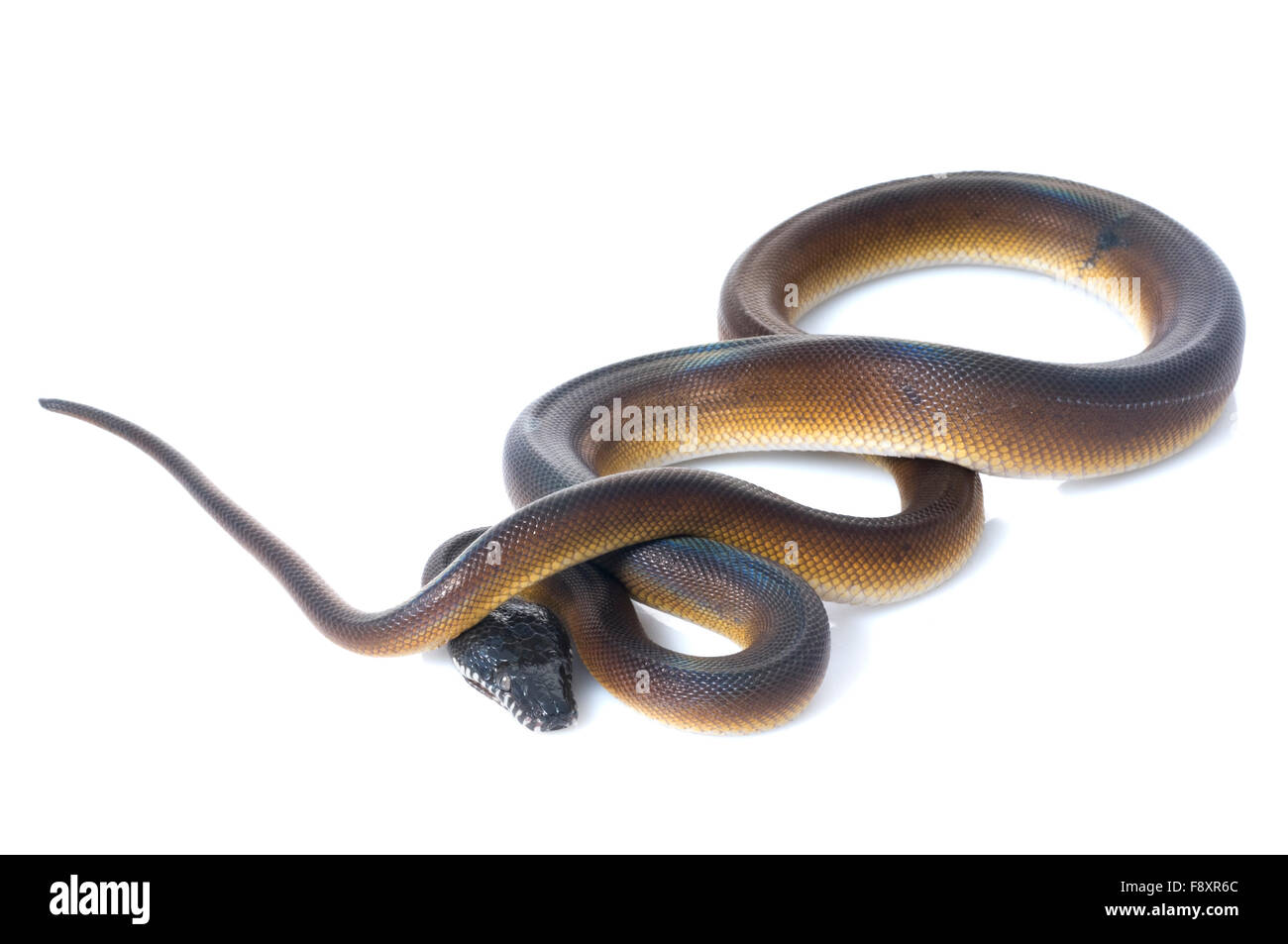 White Lipped Python Stock Photo - Alamy