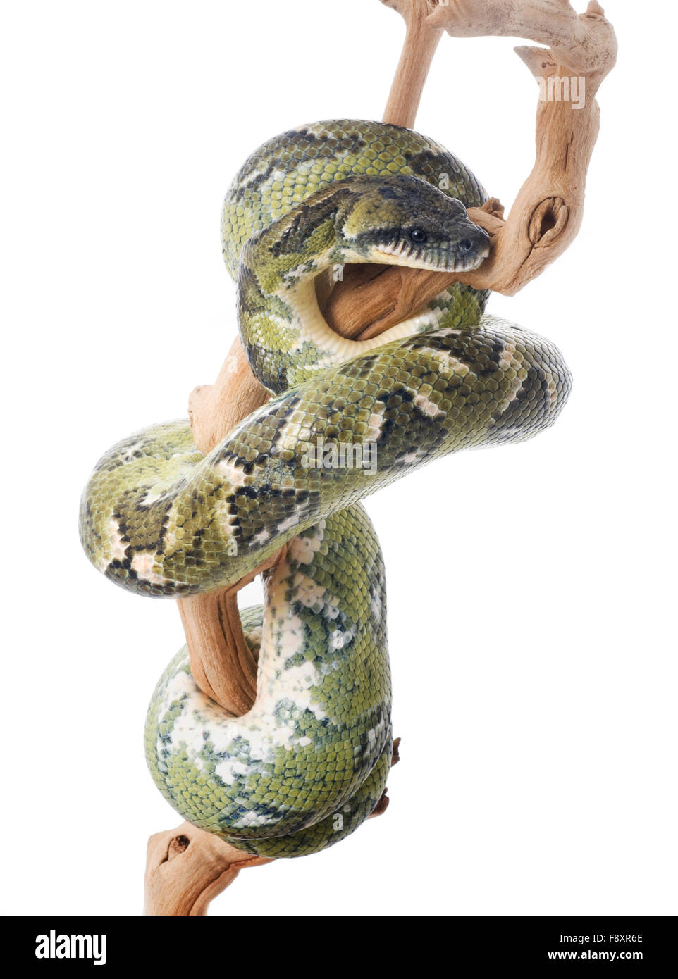 Madagascar Tree Boa Stock Photo - Alamy