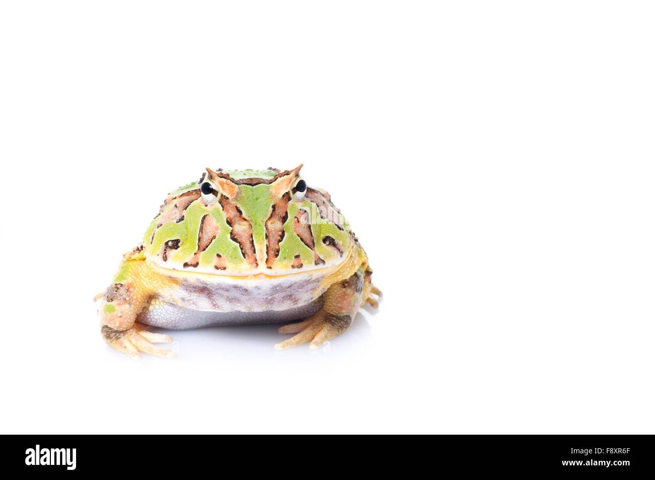 Fantasy frog hi-res stock photography and images - Alamy