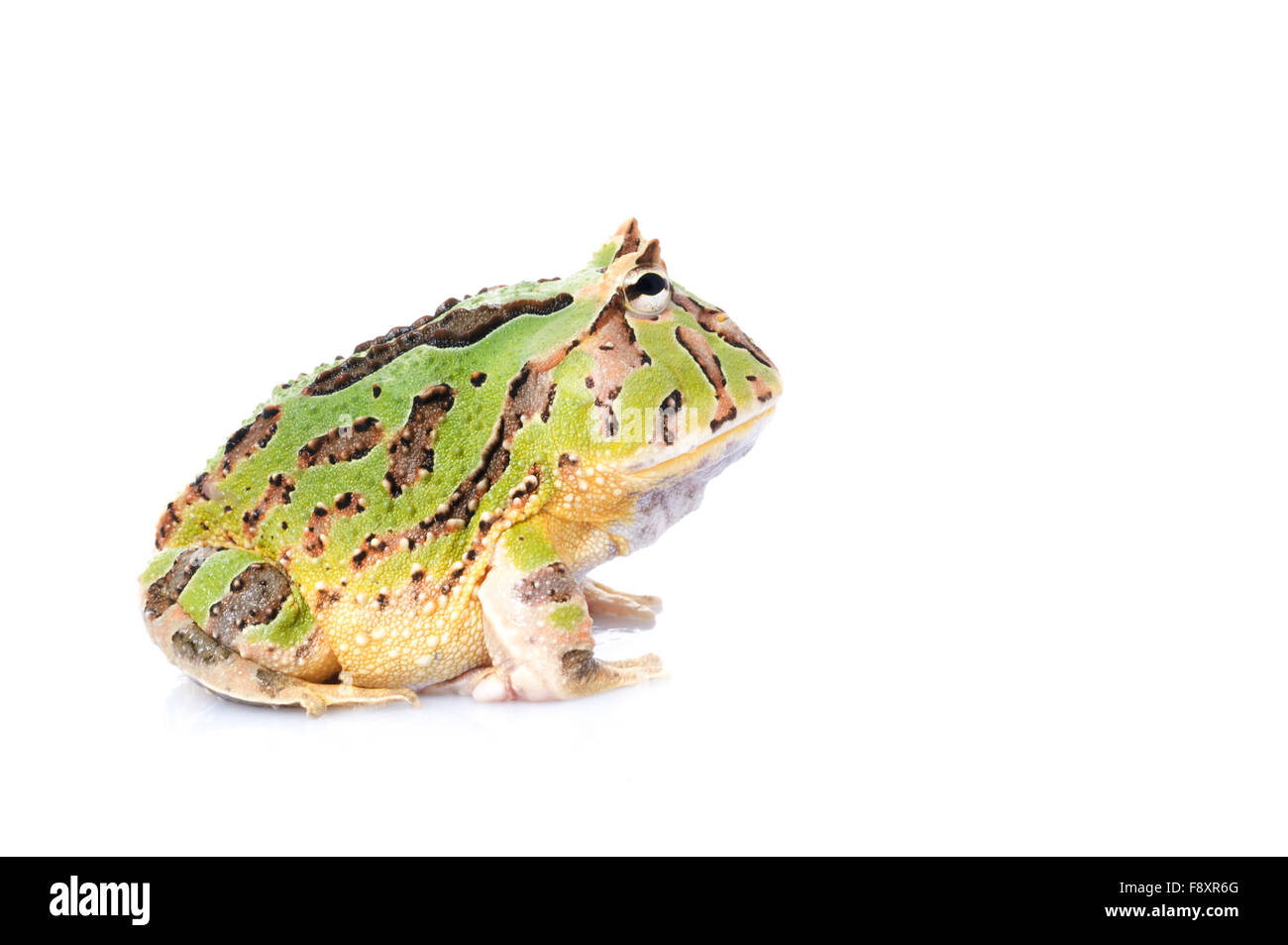 Fantasy Frog High Resolution Stock Photography and Images - Alamy