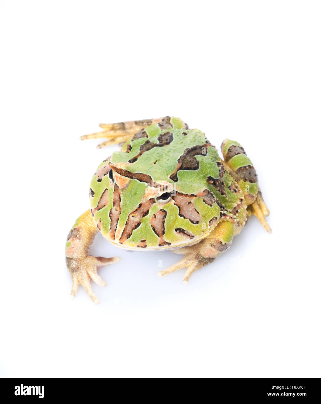 Fantasy Frog High Resolution Stock Photography and Images - Alamy