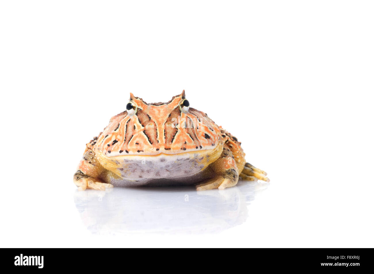 Fantasy frog hi-res stock photography and images - Alamy
