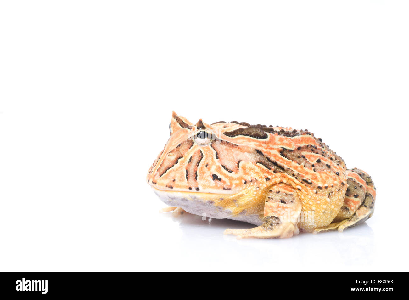 Fantasy frog hi-res stock photography and images - Alamy