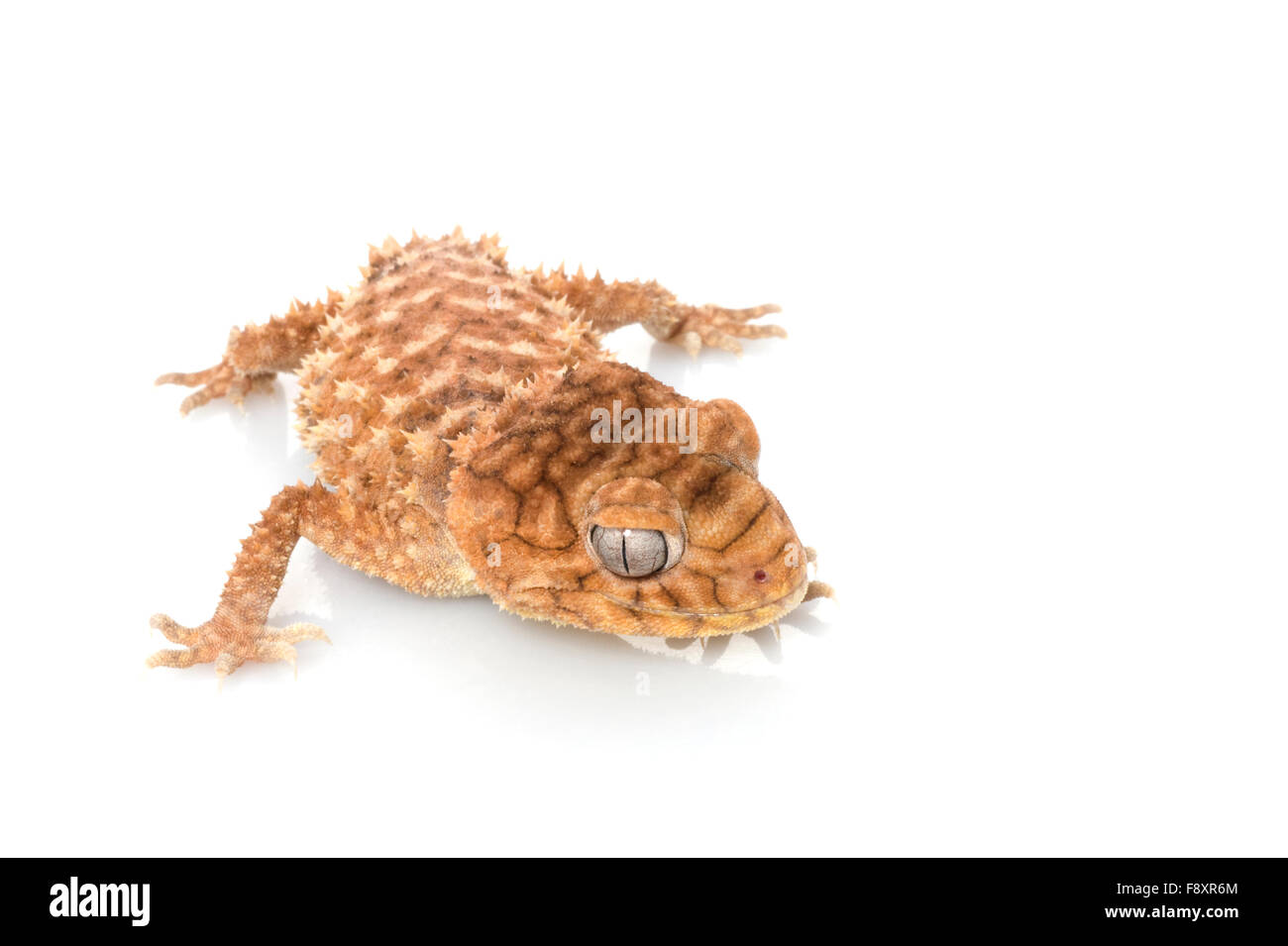 Amyae Cut Out Stock Images & Pictures - Alamy