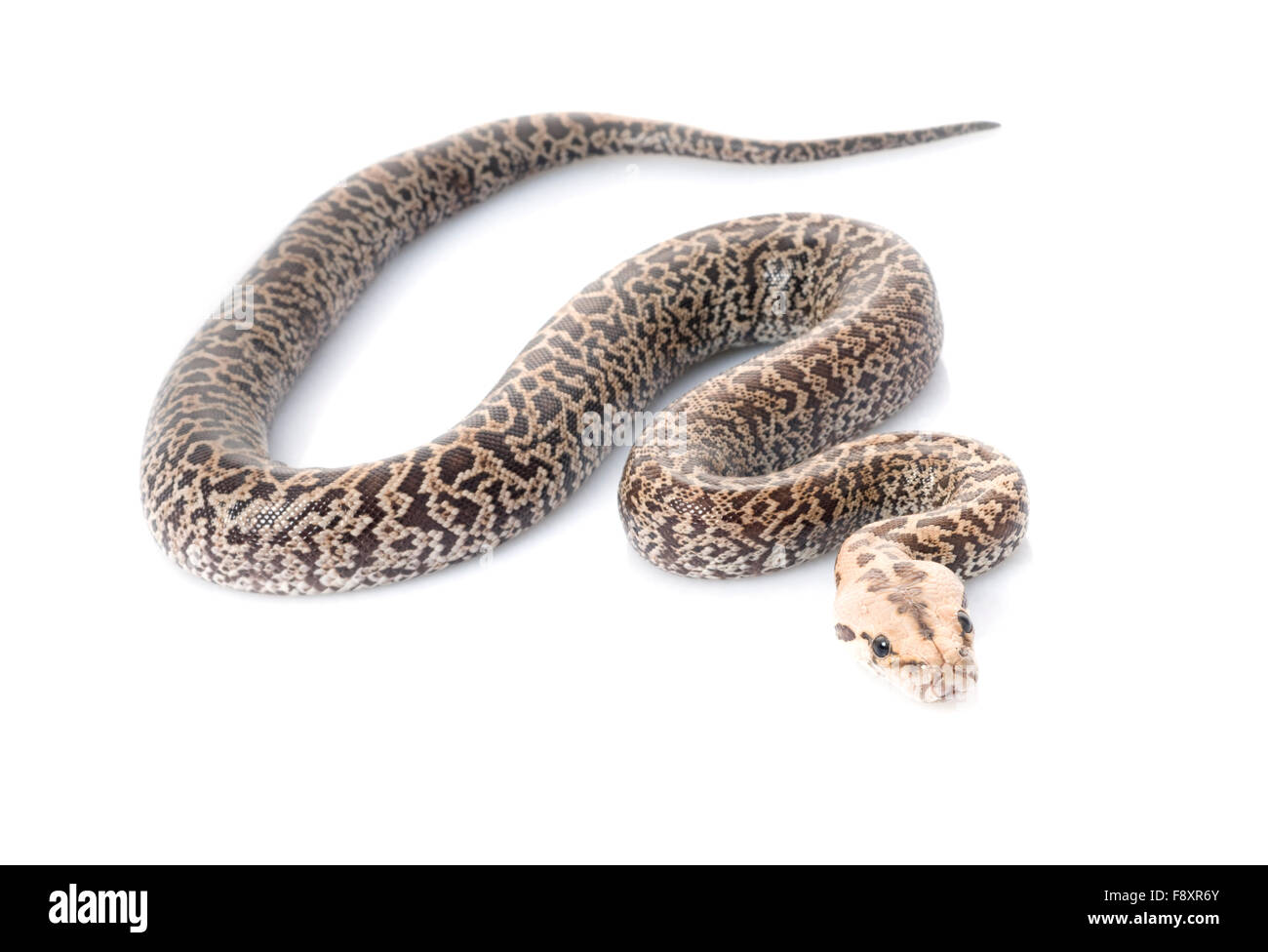 Burmese python Cut Out Stock Images & Pictures - Alamy