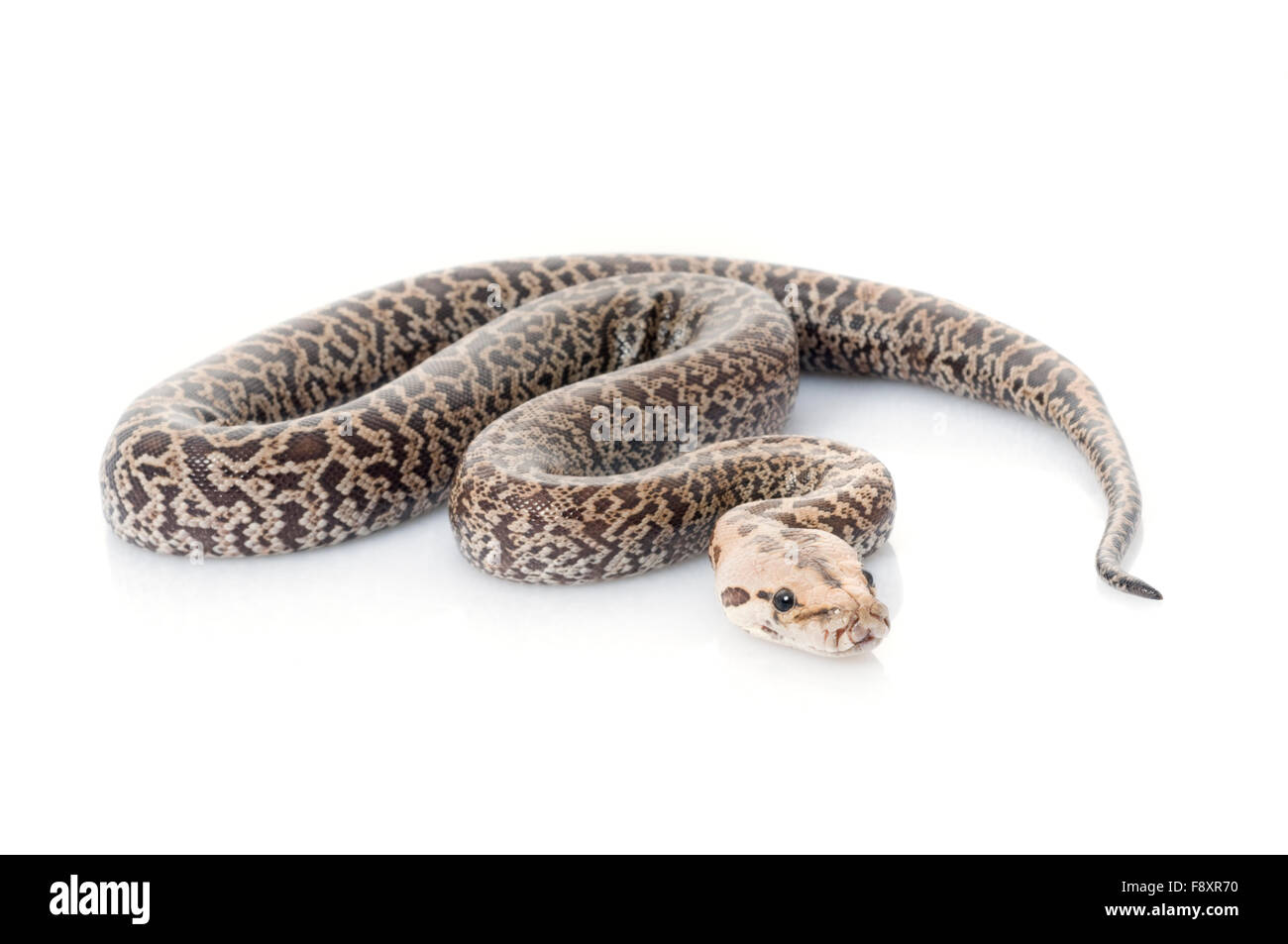 Granite Burmese Python Stock Photo - Alamy