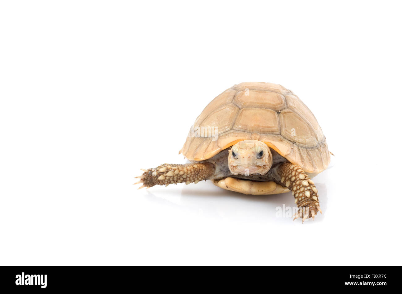 Ivory African Spurred Tortoise Stock Photo - Alamy