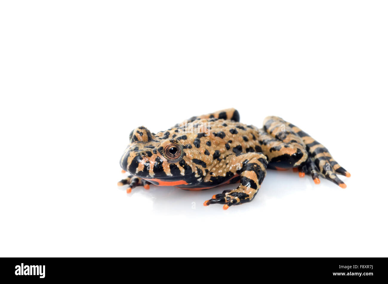 Fire frog Cut Out Stock Images & Pictures - Alamy