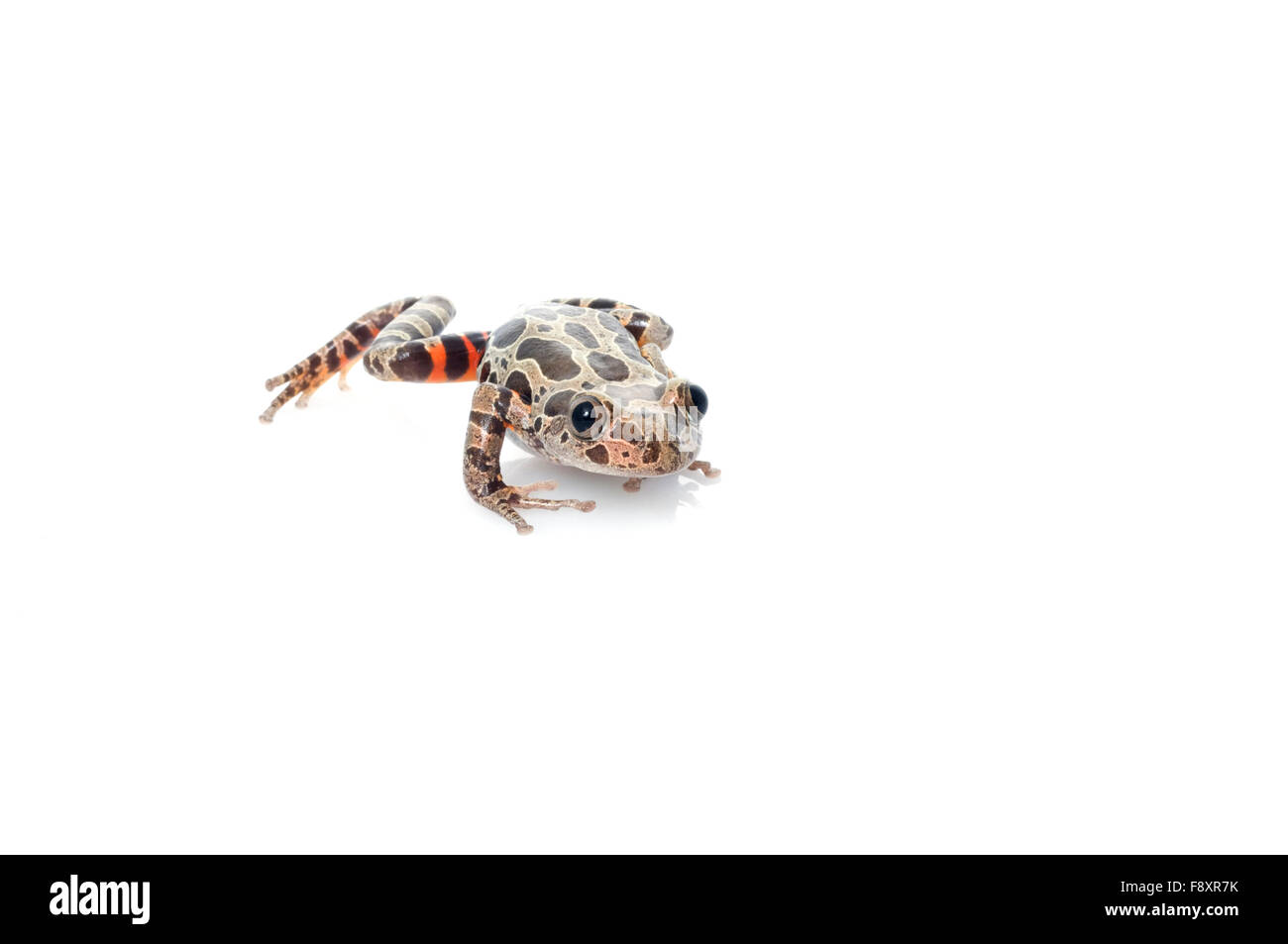 Tigerleg Walking Frog Stock Photo - Alamy