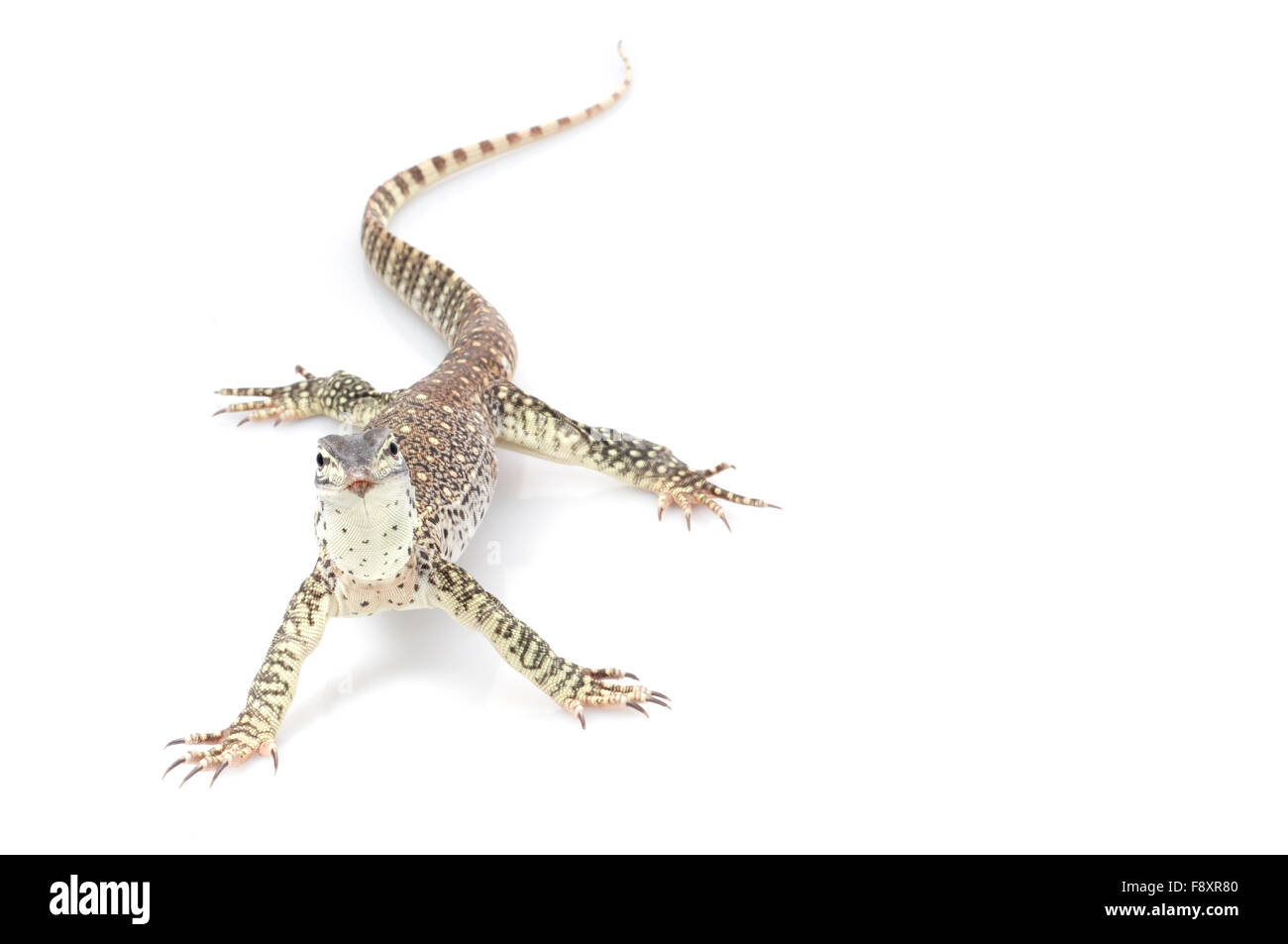 Argus monitor lizard hi-res stock photography and images - Alamy