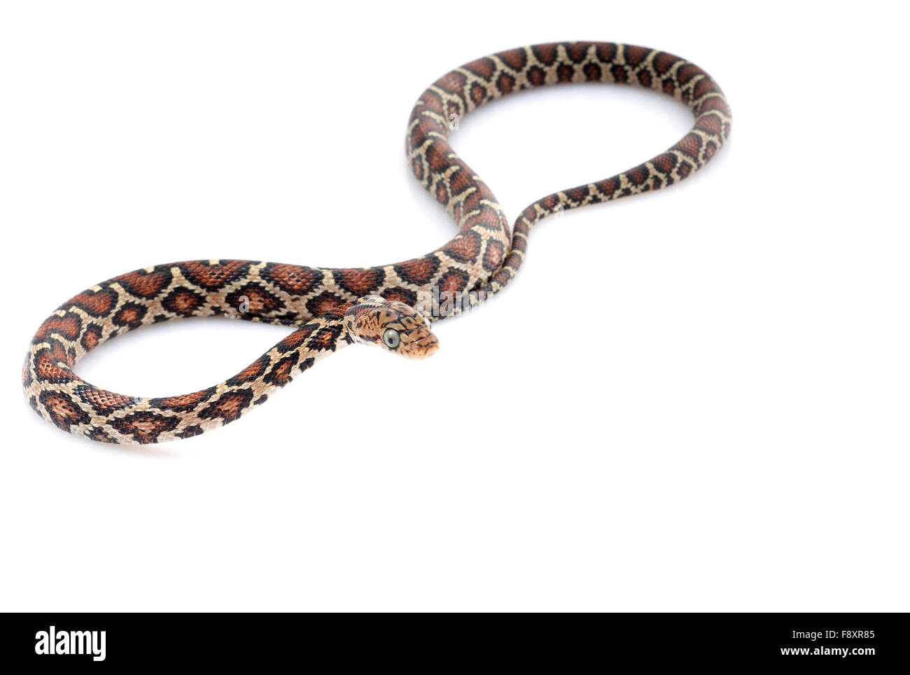 Mexican Night Snake Stock Photo - Alamy