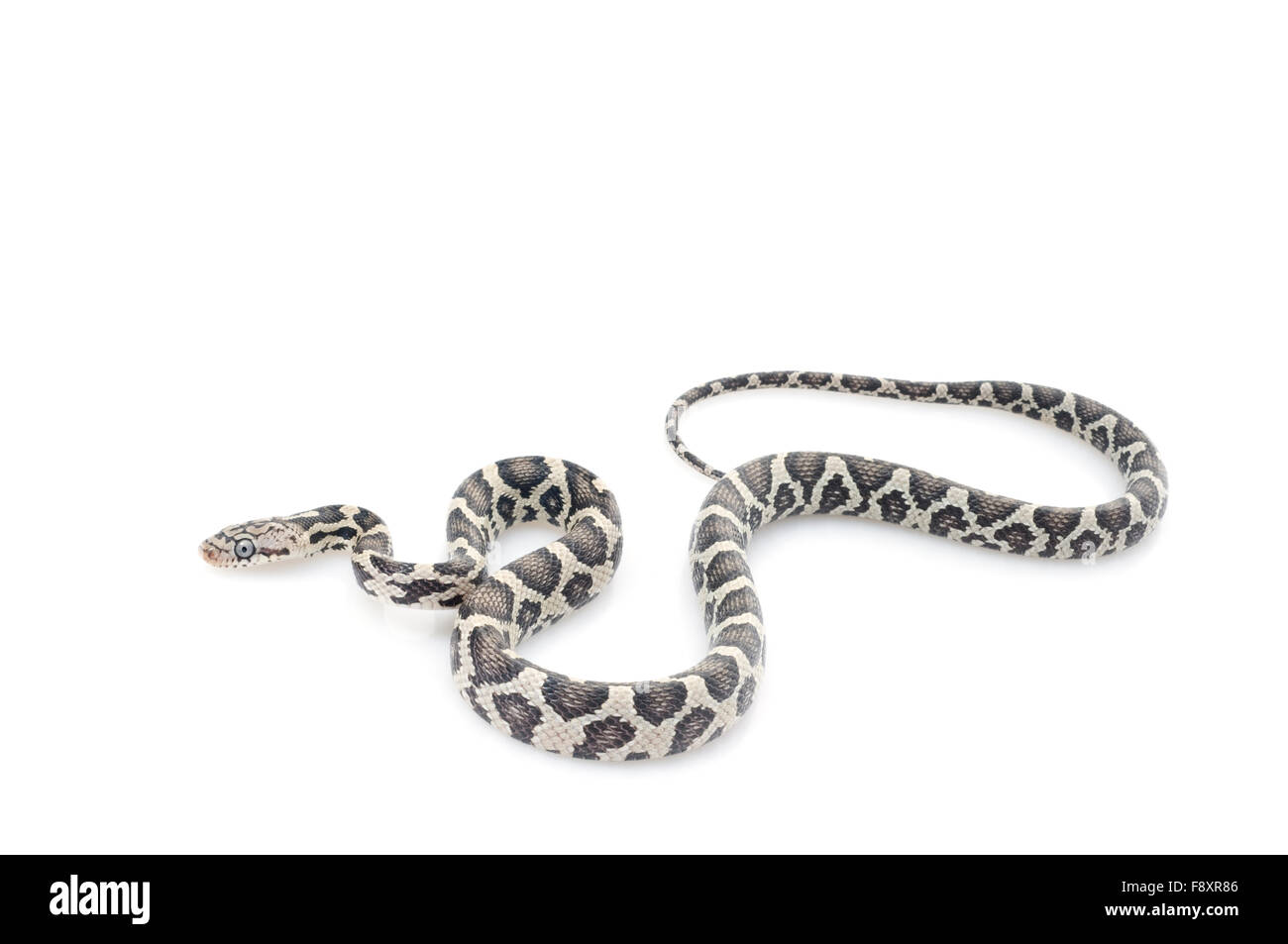 Anery Mexican Night Snake Stock Photo - Alamy