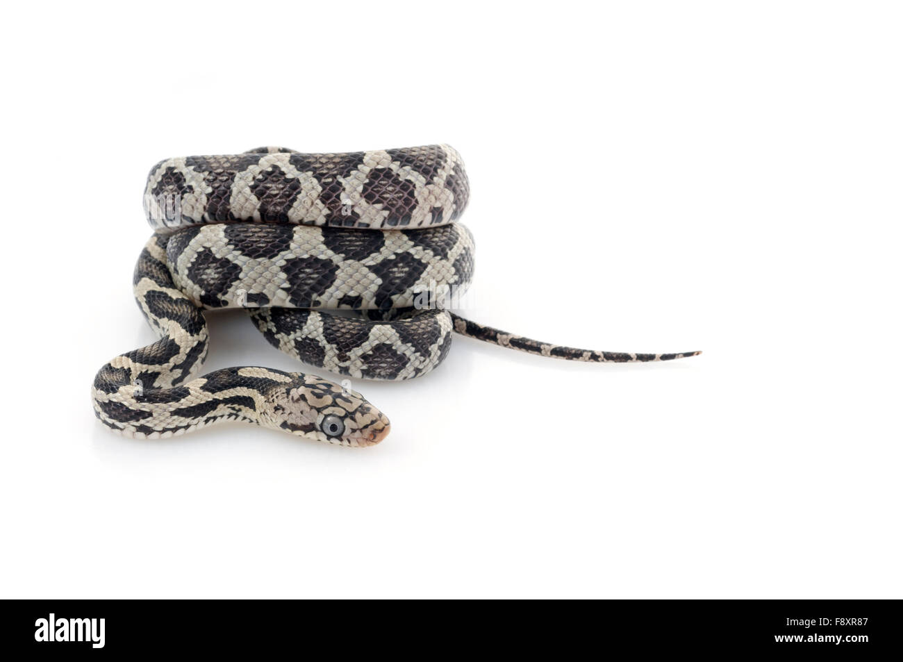 Anery Mexican Night Snake Stock Photo - Alamy