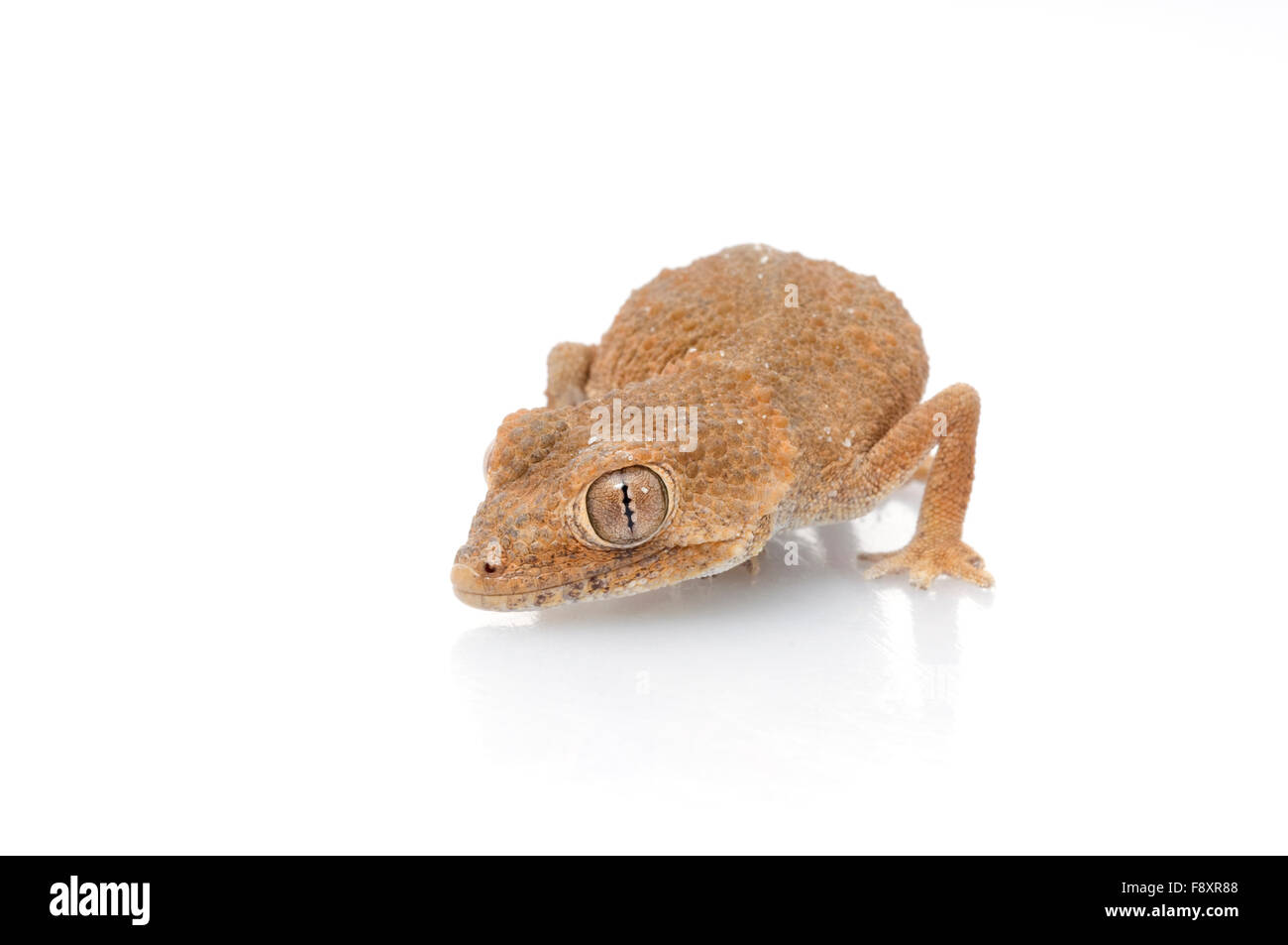 Helmeted gecko hi-res stock photography and images - Alamy