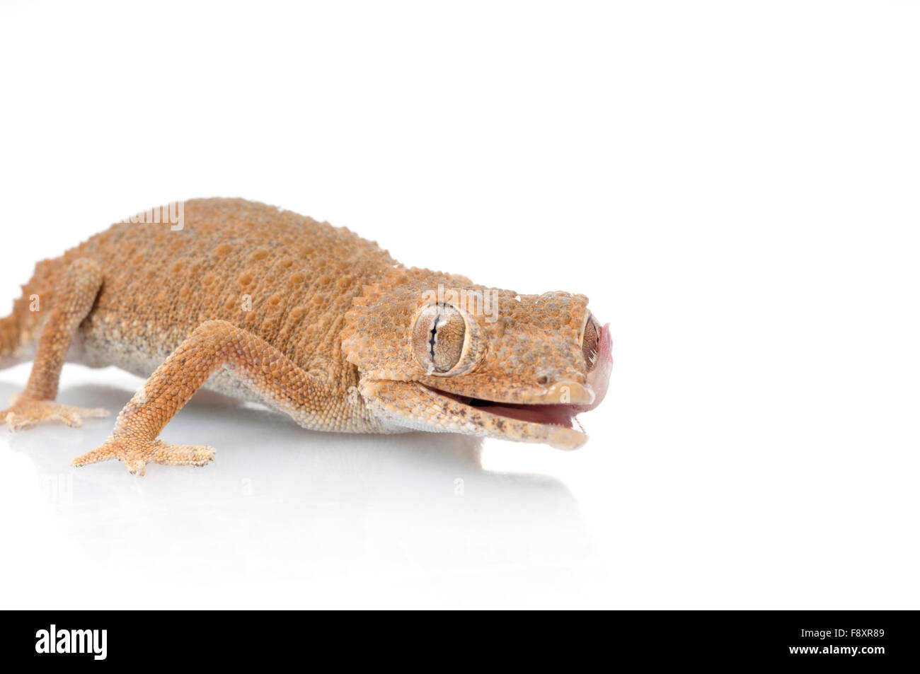 Helmeted gecko hi-res stock photography and images - Alamy