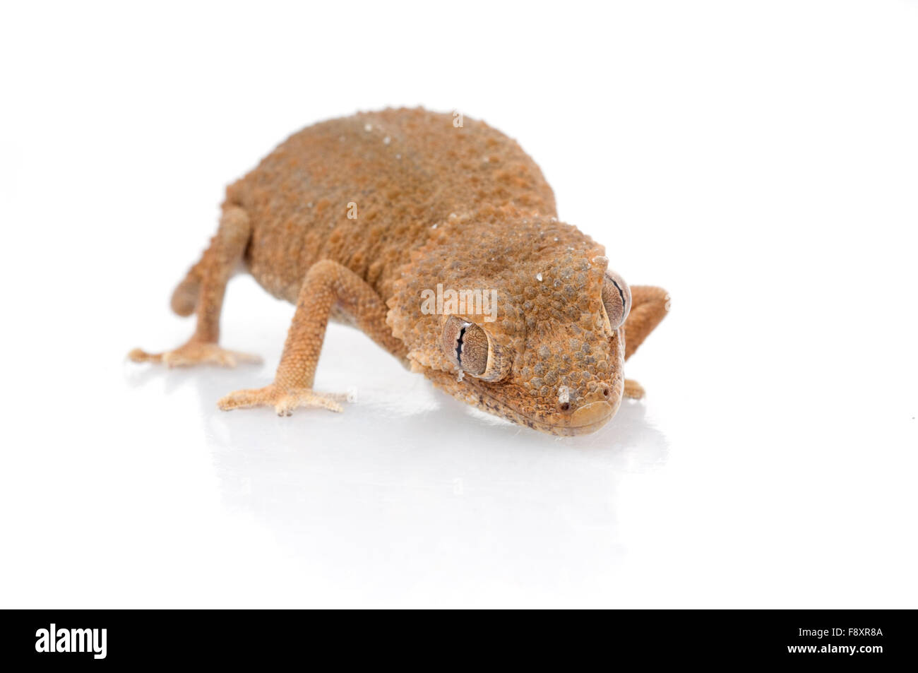 Helmeted gecko hi-res stock photography and images - Alamy