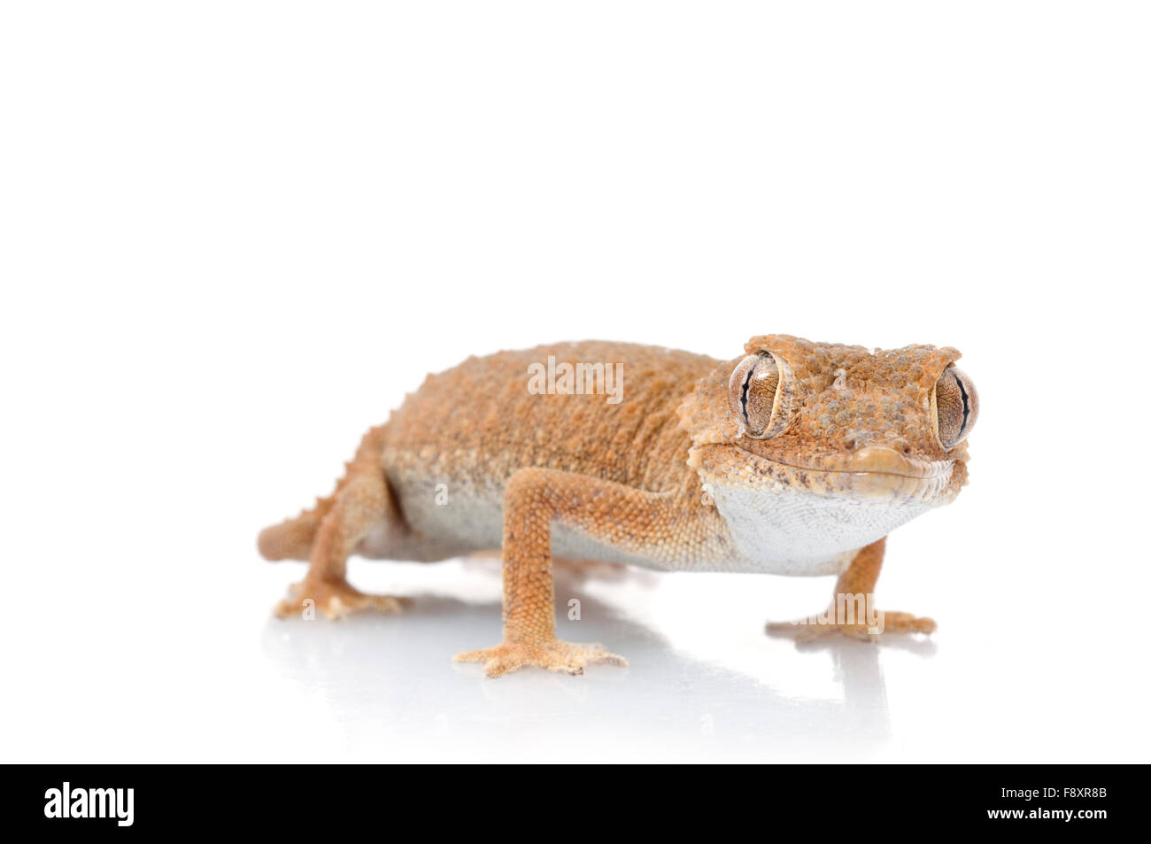 Helmeted gecko hi-res stock photography and images - Alamy