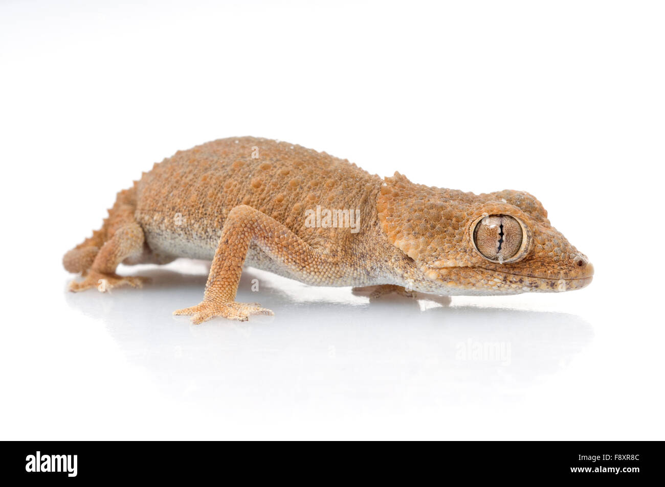 Helmeted gecko hi-res stock photography and images - Alamy