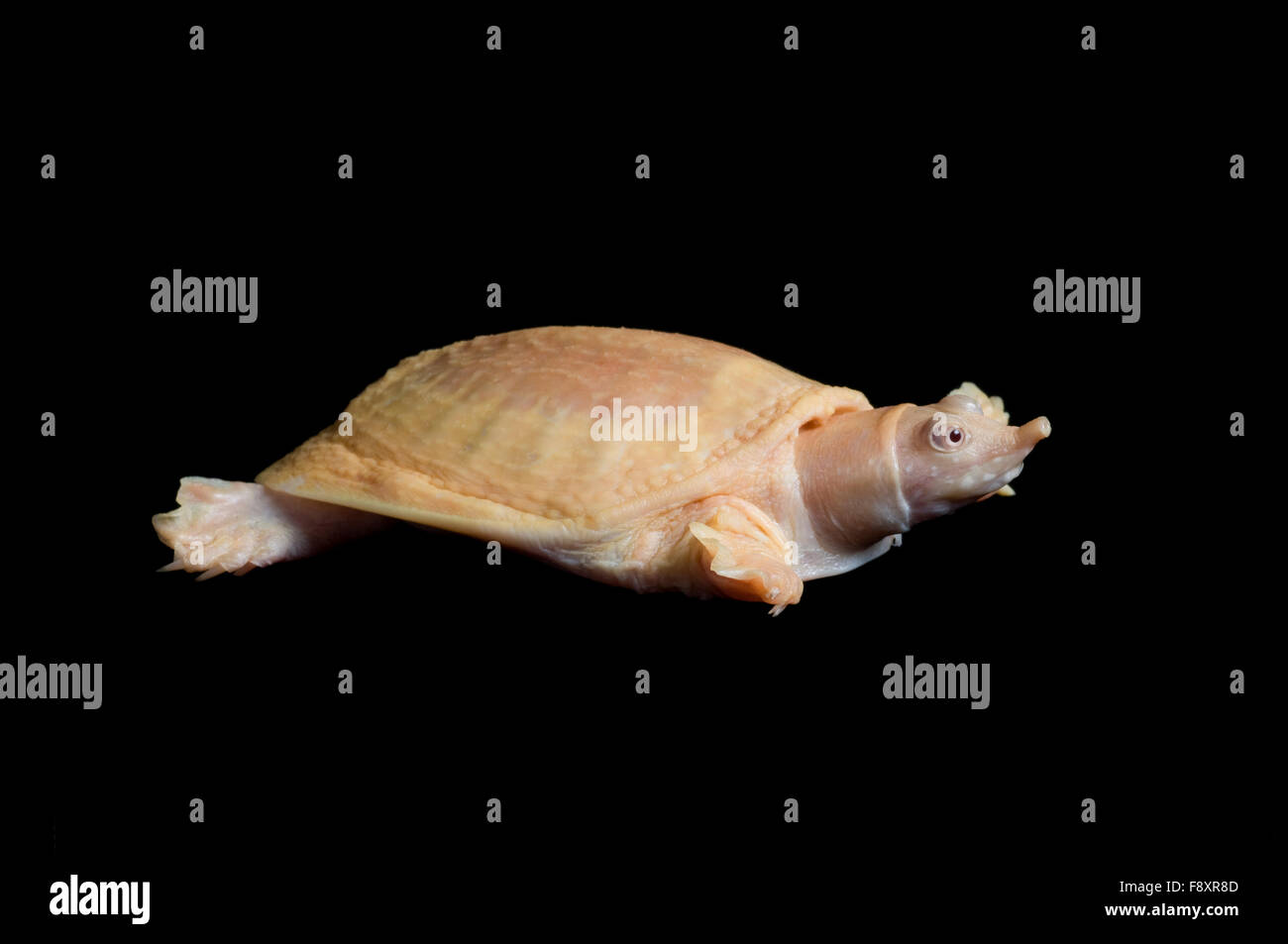 Albino turtle hi-res stock photography and images - Alamy