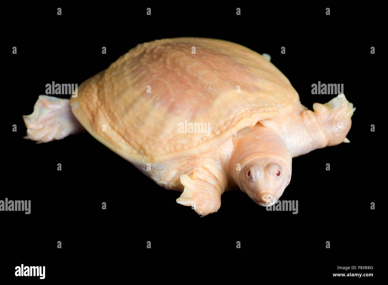 Albino Chinese Soft-shell turtle Stock Photo - Alamy