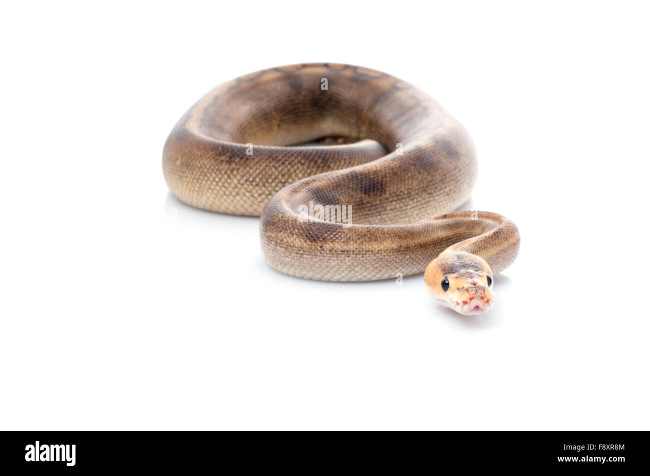 Champagne Ball Python Stock Photo - Alamy