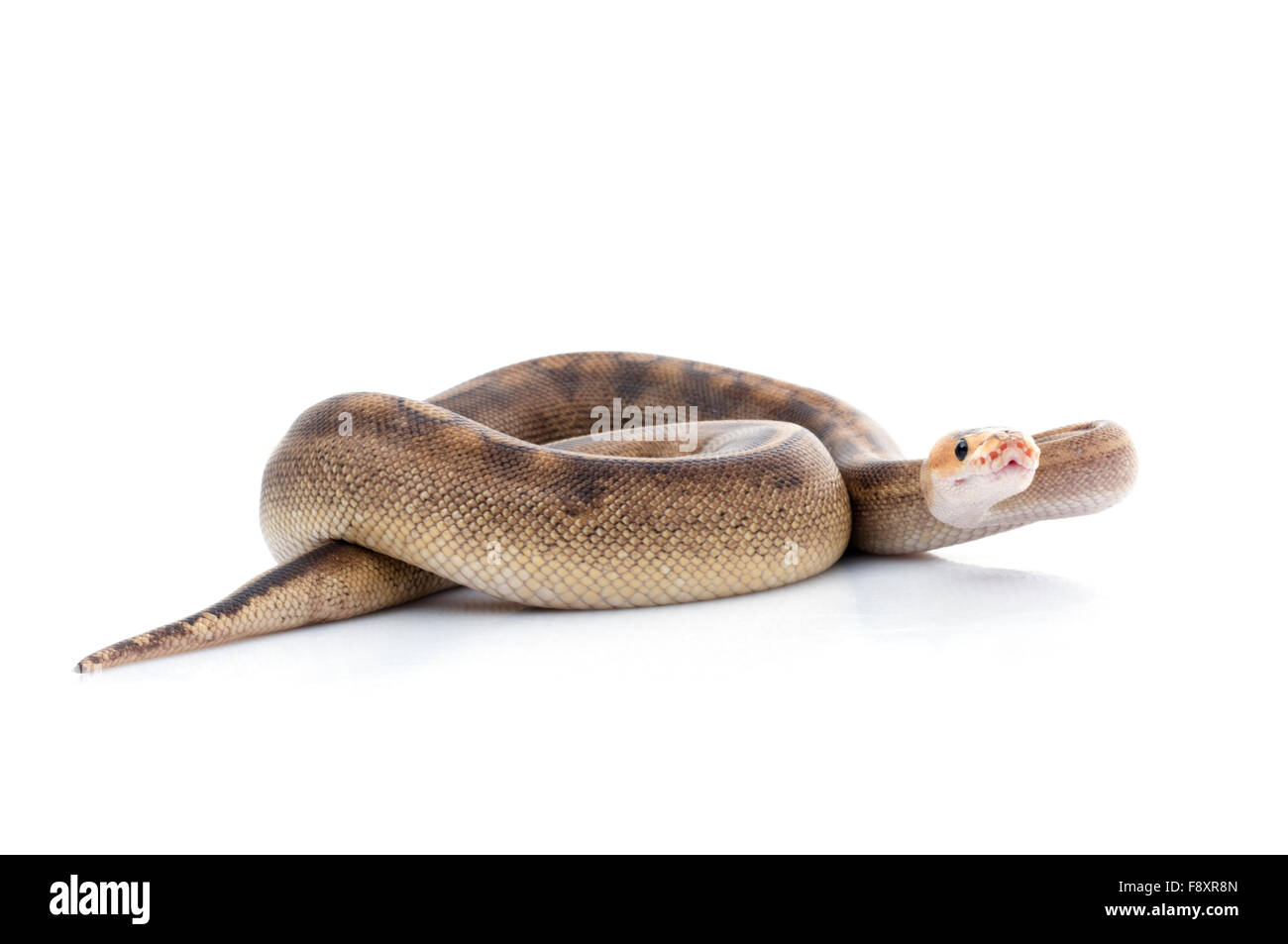 Champagne Ball Python Stock Photo - Alamy