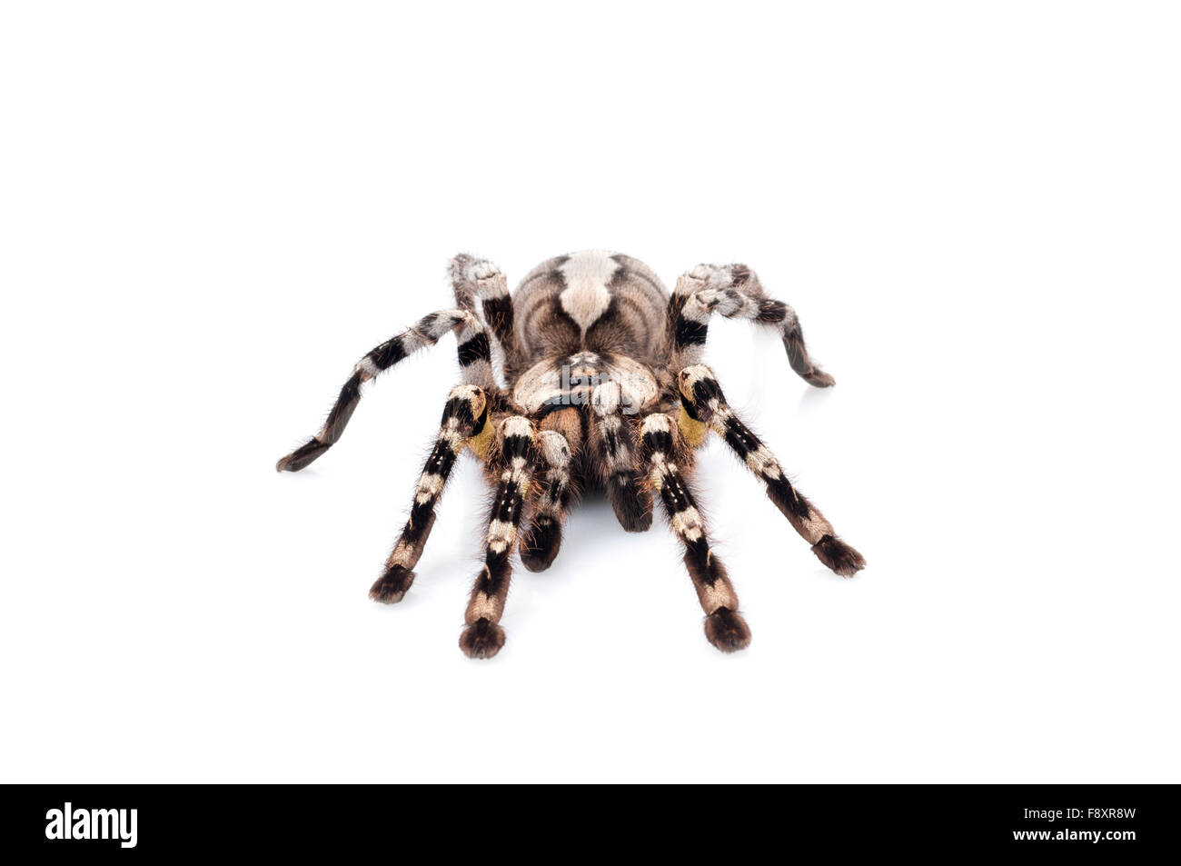 Indian Ornamental Tarantula Stock Photo - Alamy