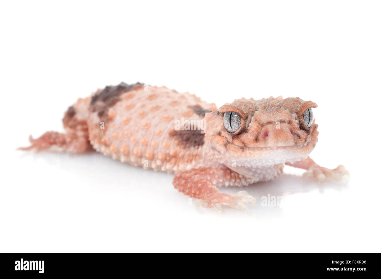 Knobtail Gecko (wheelen Stock Photo - Alamy