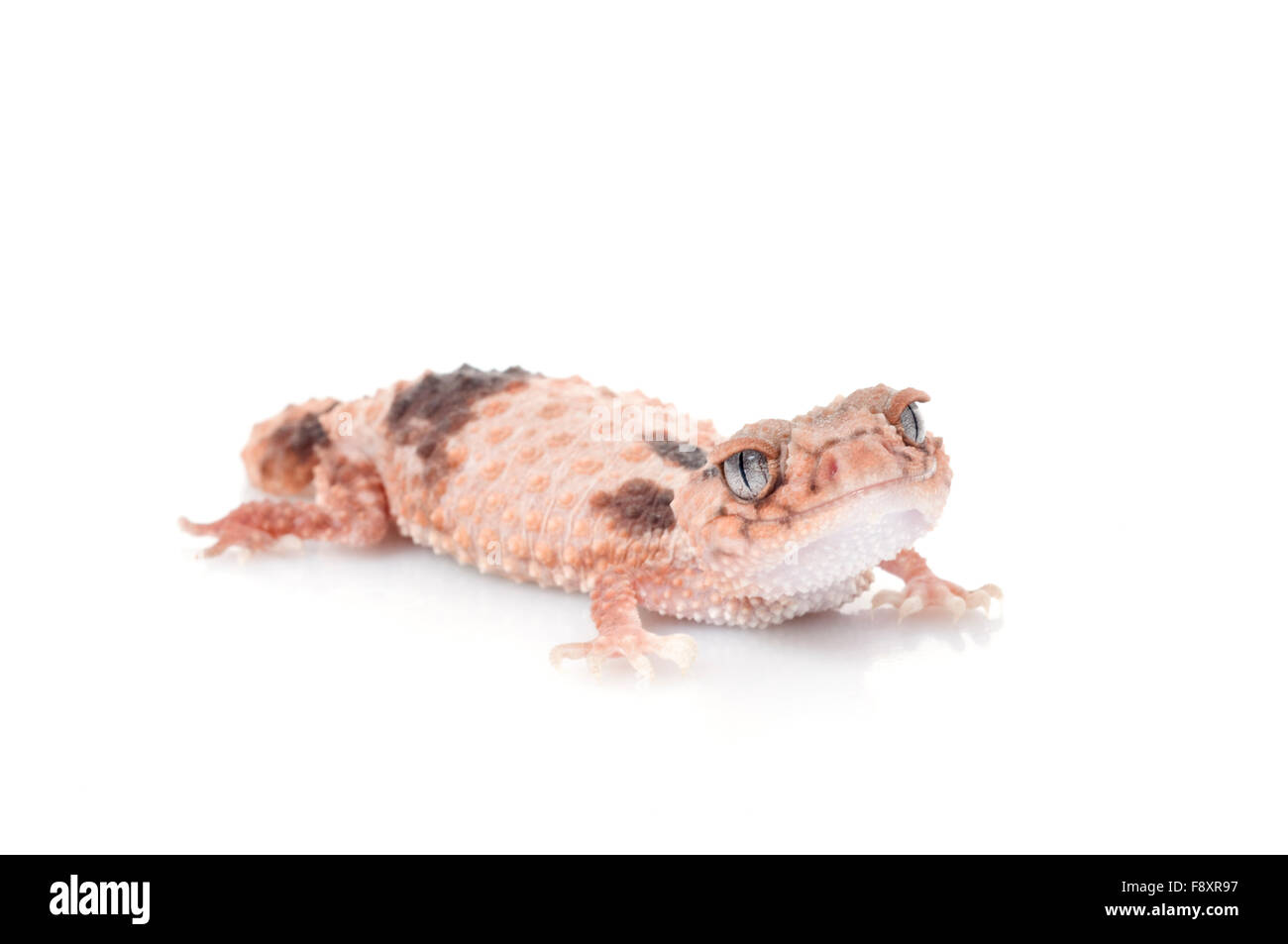 Knobtail Gecko (wheelen Stock Photo - Alamy