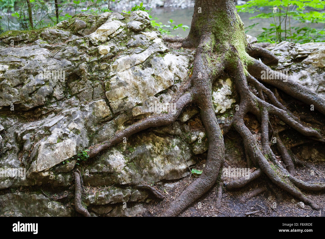 tree growing on the rock - Slovak Paradise Stock Photo - Alamy