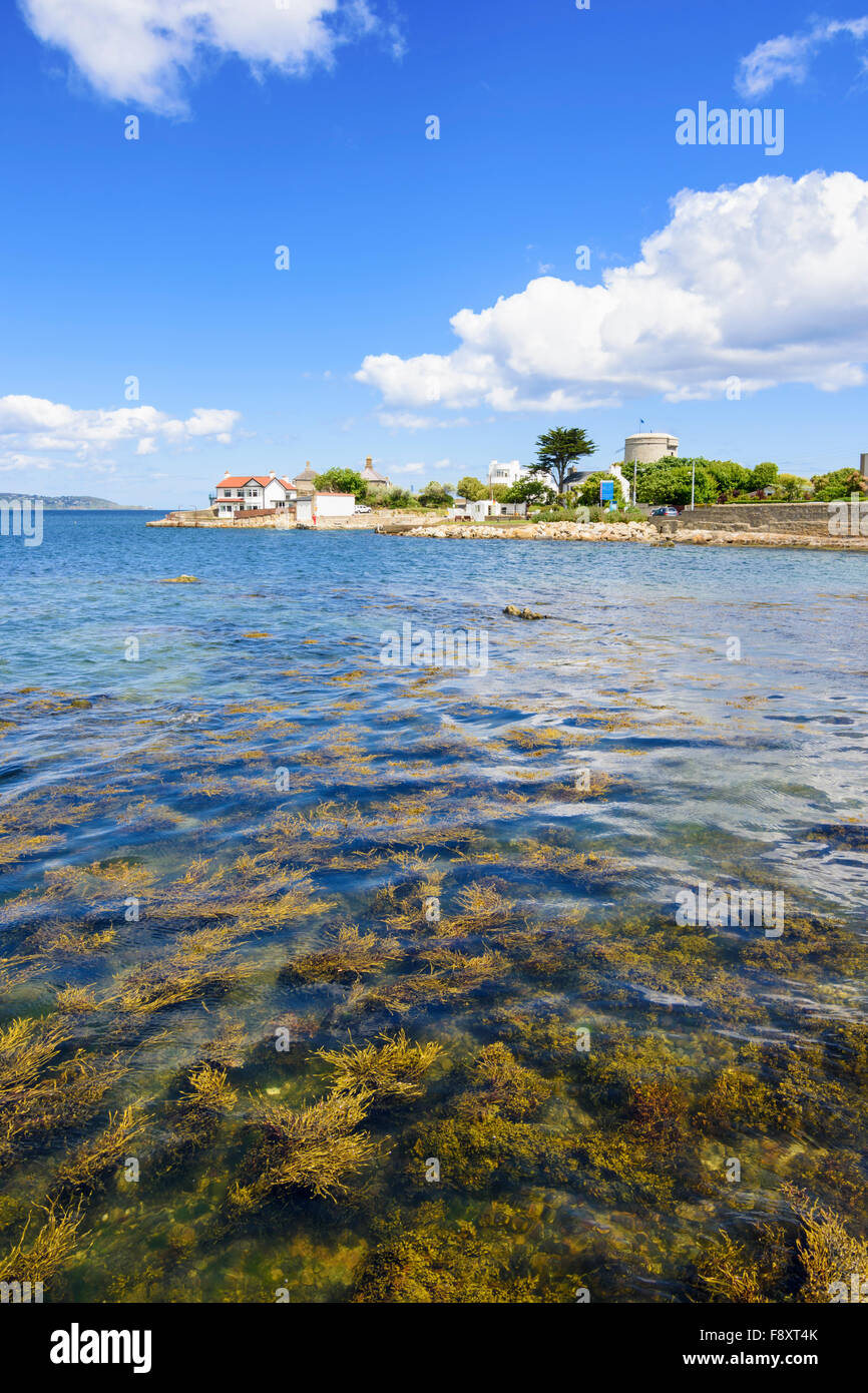 Seaweed at low tide in Scotsmans's Bay looking towards Sandycove ...