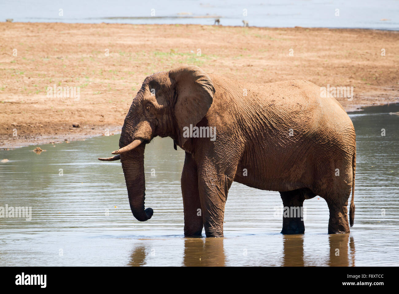 African bush elephant Specie Loxodonta africana family of Elephantidae ...
