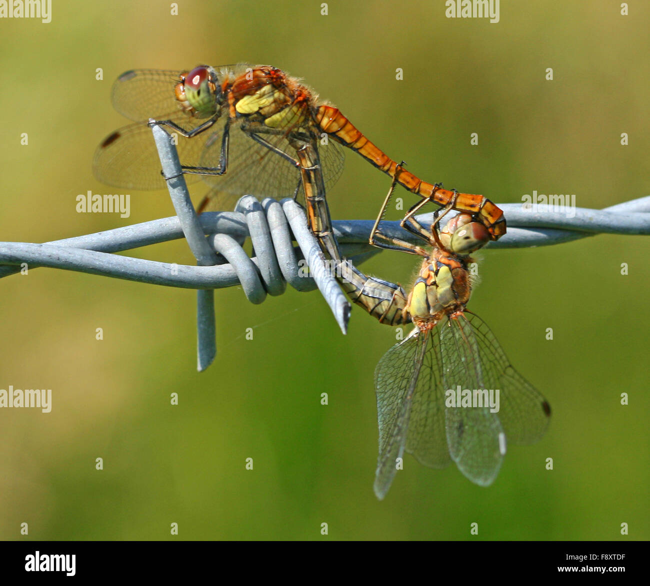 Mating Common Darter (Sympetrum Striolatum) Dragonfly on barbed wire Stock Photo - Alamy